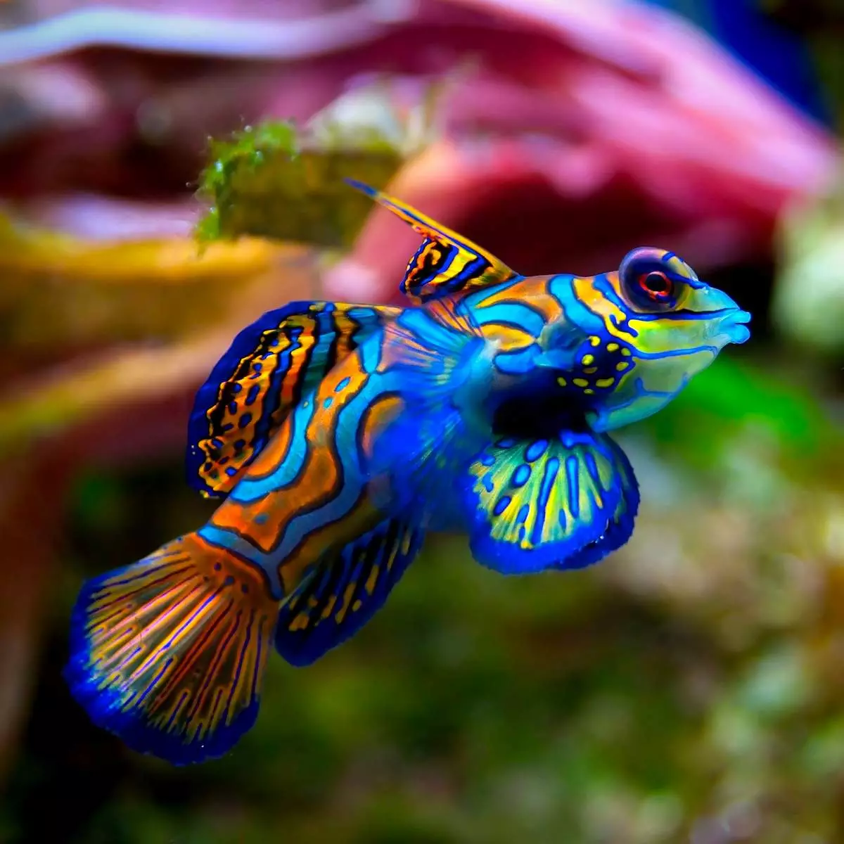 La meteorología de los peces de acuario depende de su hábitat natural.