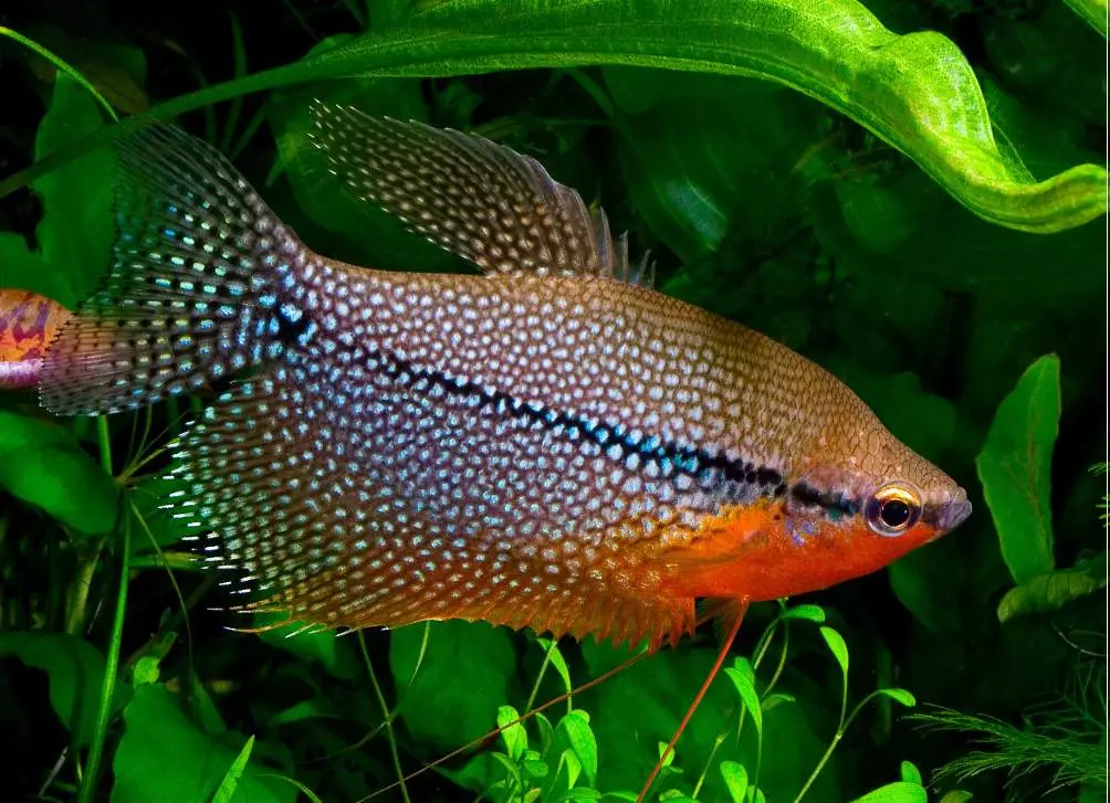 Perla gourami.