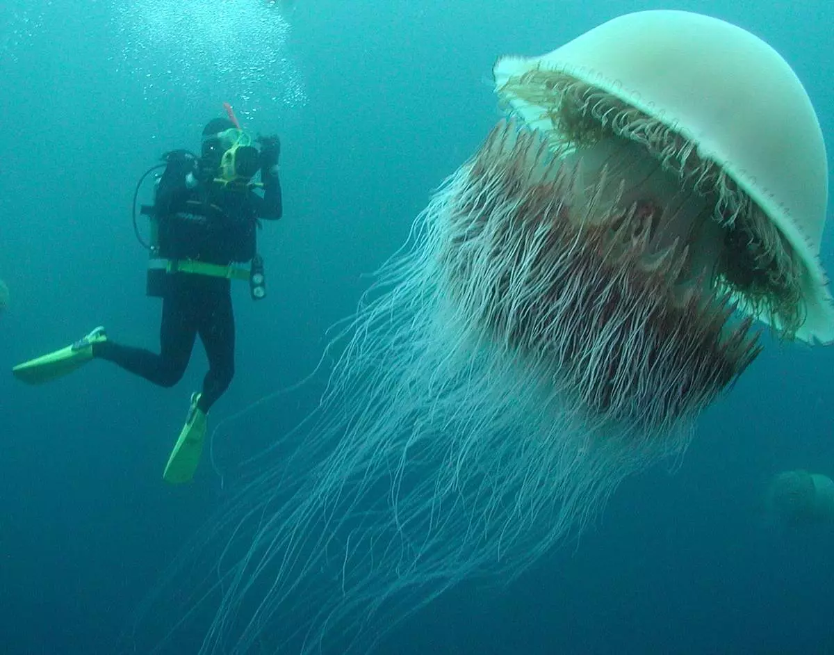 Medusa Nemopilem jest ogromna w porównaniu do płetwonurka.