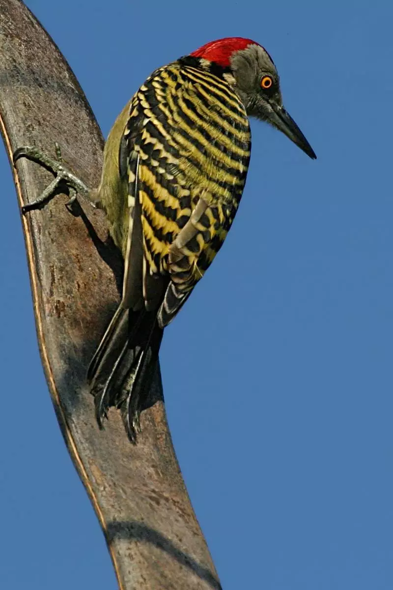 Guadalupe melanerpes (Melanerpes herminieri).