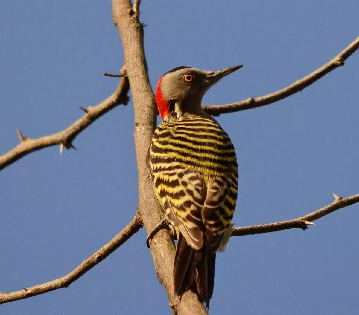 When eating fruit, the woodpecker often hangs upside down - probably that way it is more convenient for him.