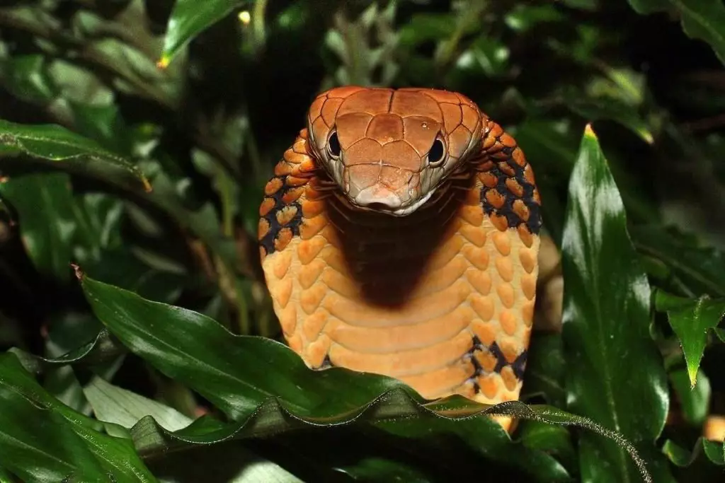 Mfalme cobra (Ophiophagus hannah).