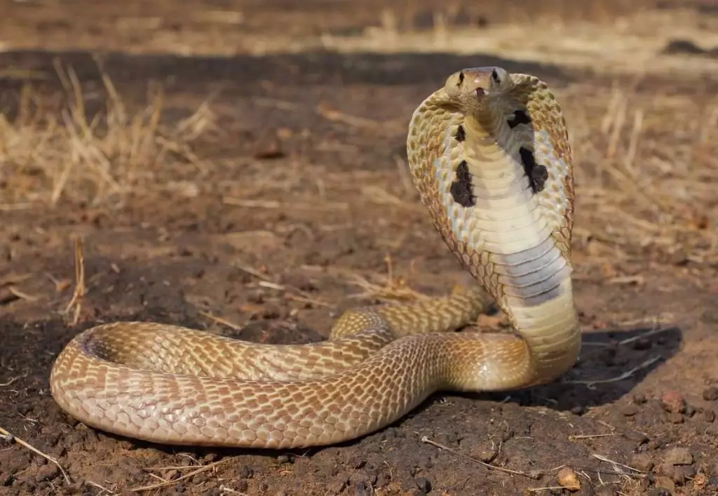 The largest specimen of the king cobra was caught in Negri Sembilan.