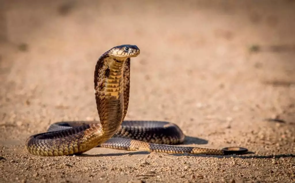 The king cobra regulates the consumption of poison when attacking.