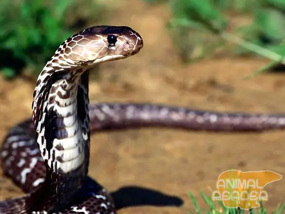 Cobra venom paralyzes the nervous system