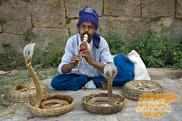 Snake charmer