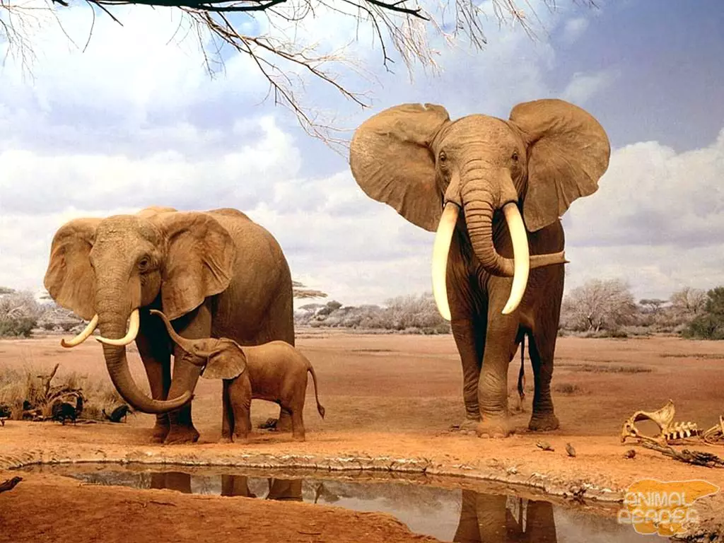 Elephant Afriken (Loxodonta Africana)