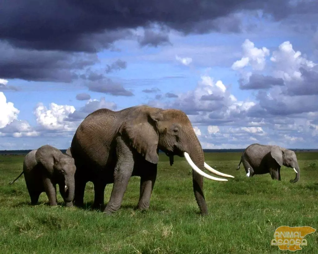 Elefantenfamilie in Afrika