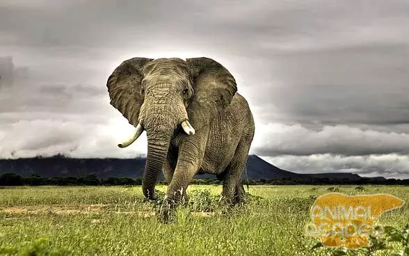 Afrikanischer Elefant