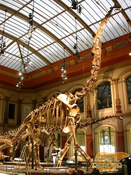 Brachiosaurus skeleton