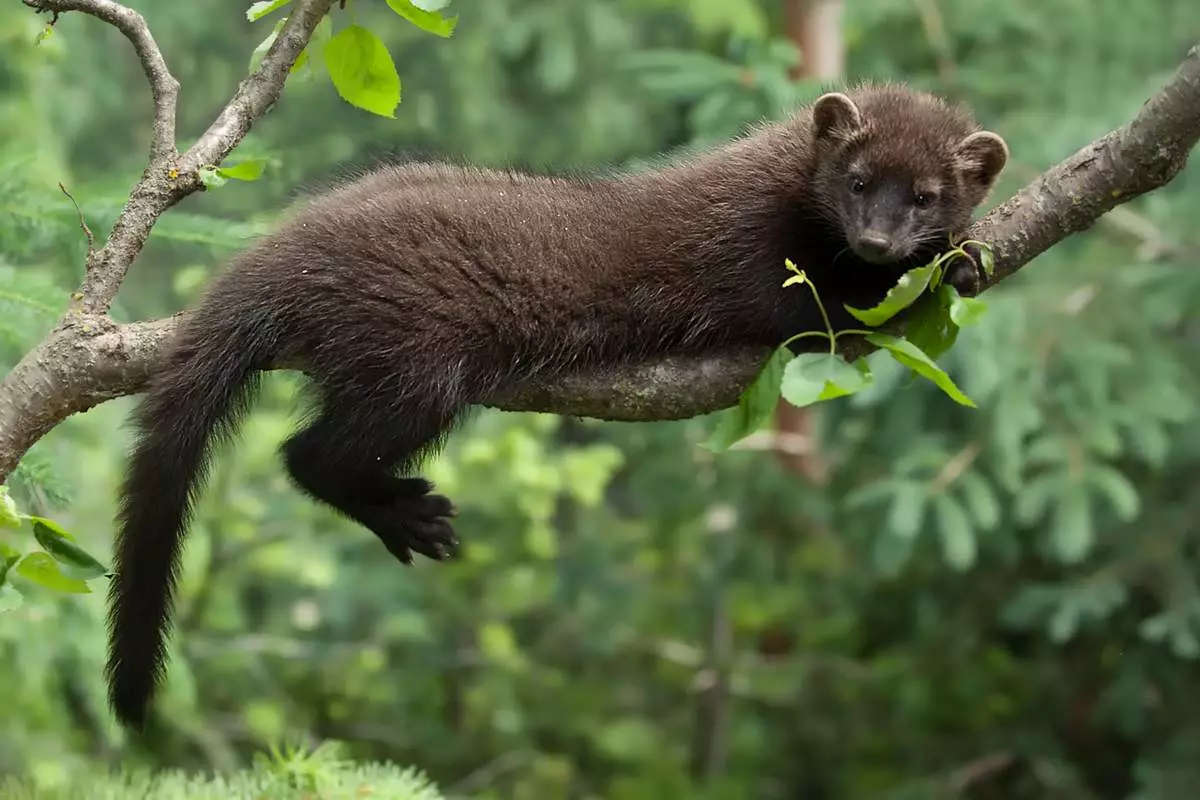 Ipeja marten lori igi kan.