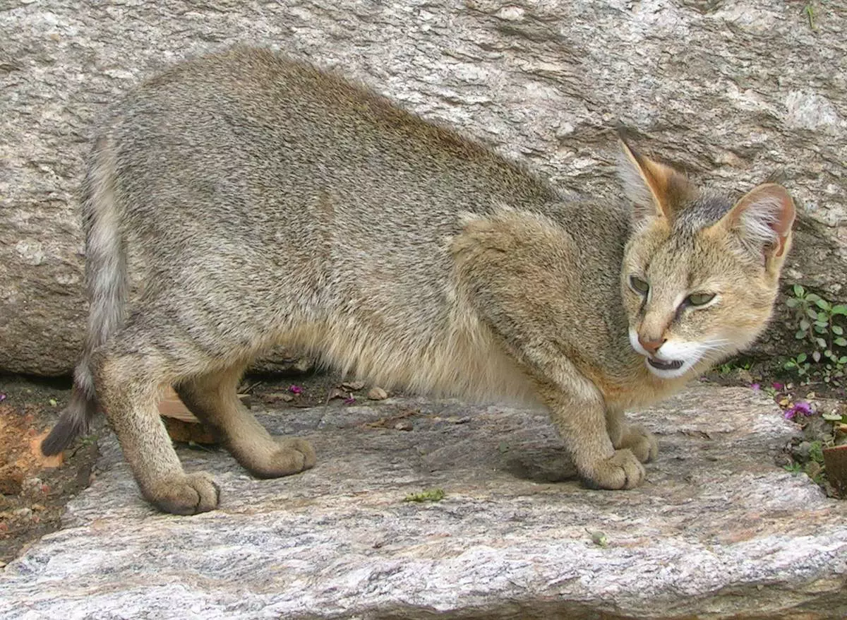 Котка в джунглата.