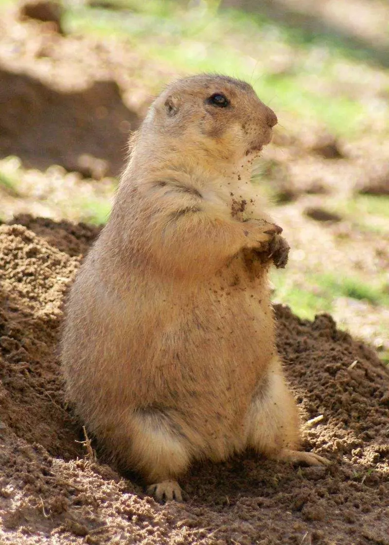 Judging by the photo, the prairie dog does not live badly at all.