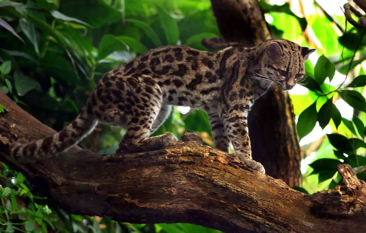 Chile nga iring (Leopardus guigna).