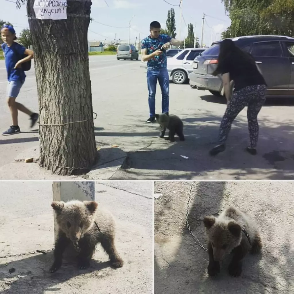 En bjørnunge blev lænket i nærheden af ​​en cafe ved vejkanten i Rostov -regionen