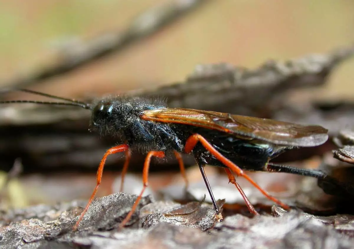 Horntail (Siricidae).