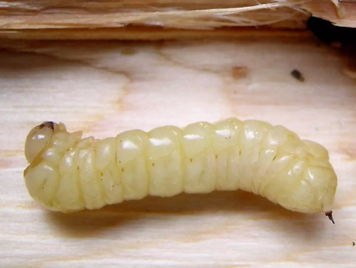 Larva ekor tanduk.