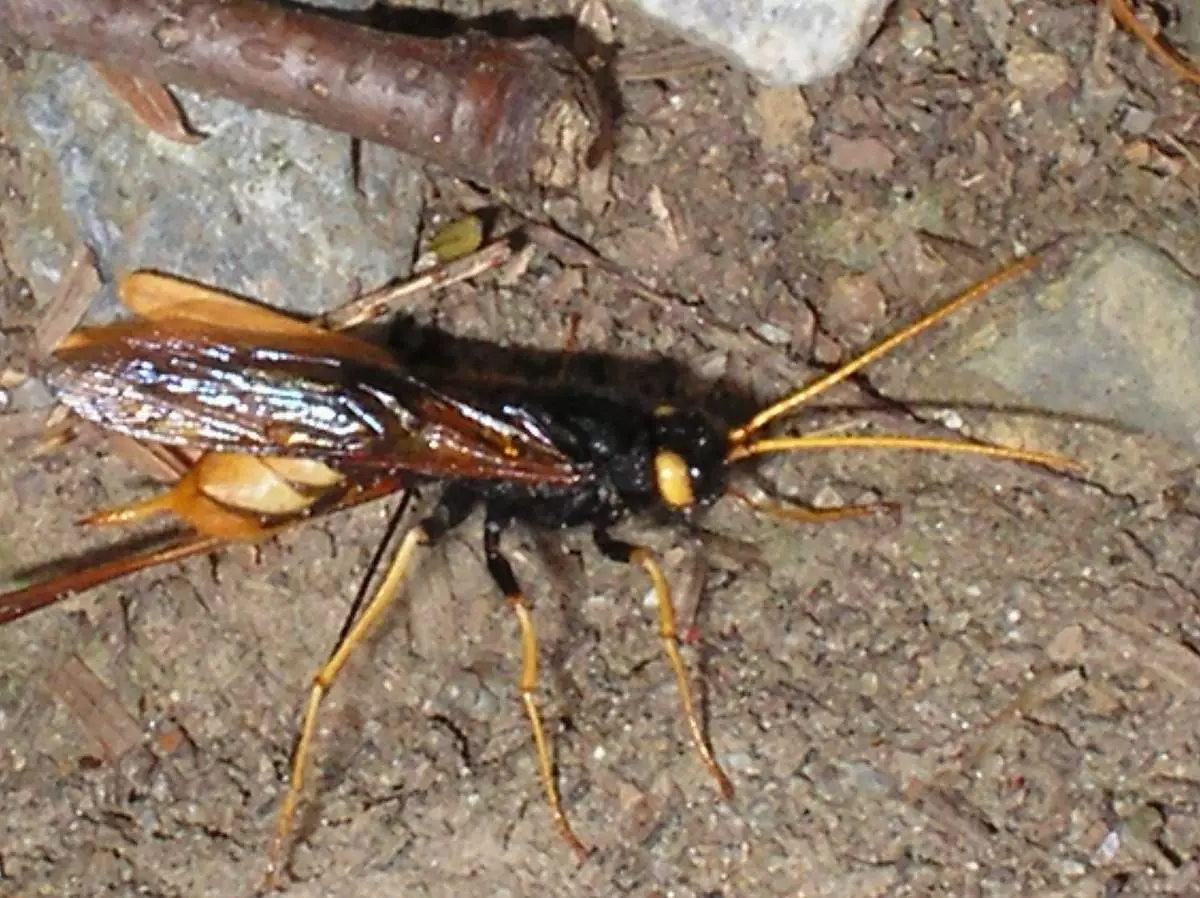 Hornetails jẹ awọn ajenirun ti conifers.