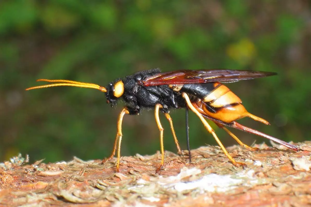 Mae cynffonau corn hefyd yn parasitio coed collddail.