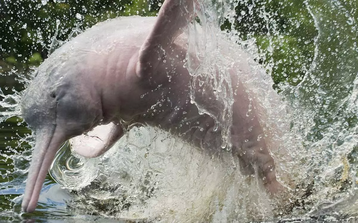 Riječni delfin je rijetka životinja.