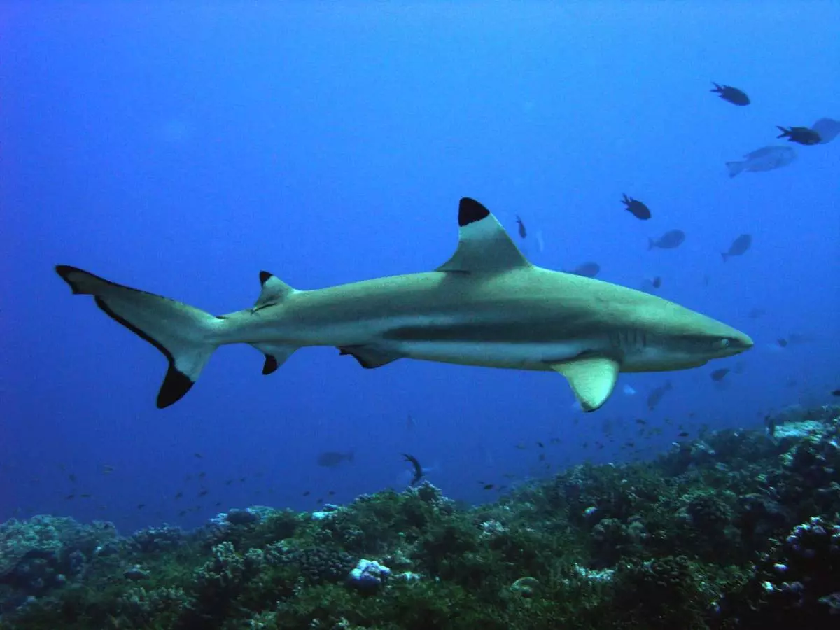 Azụ shark Blacktip (Carcharhinus limbatus).