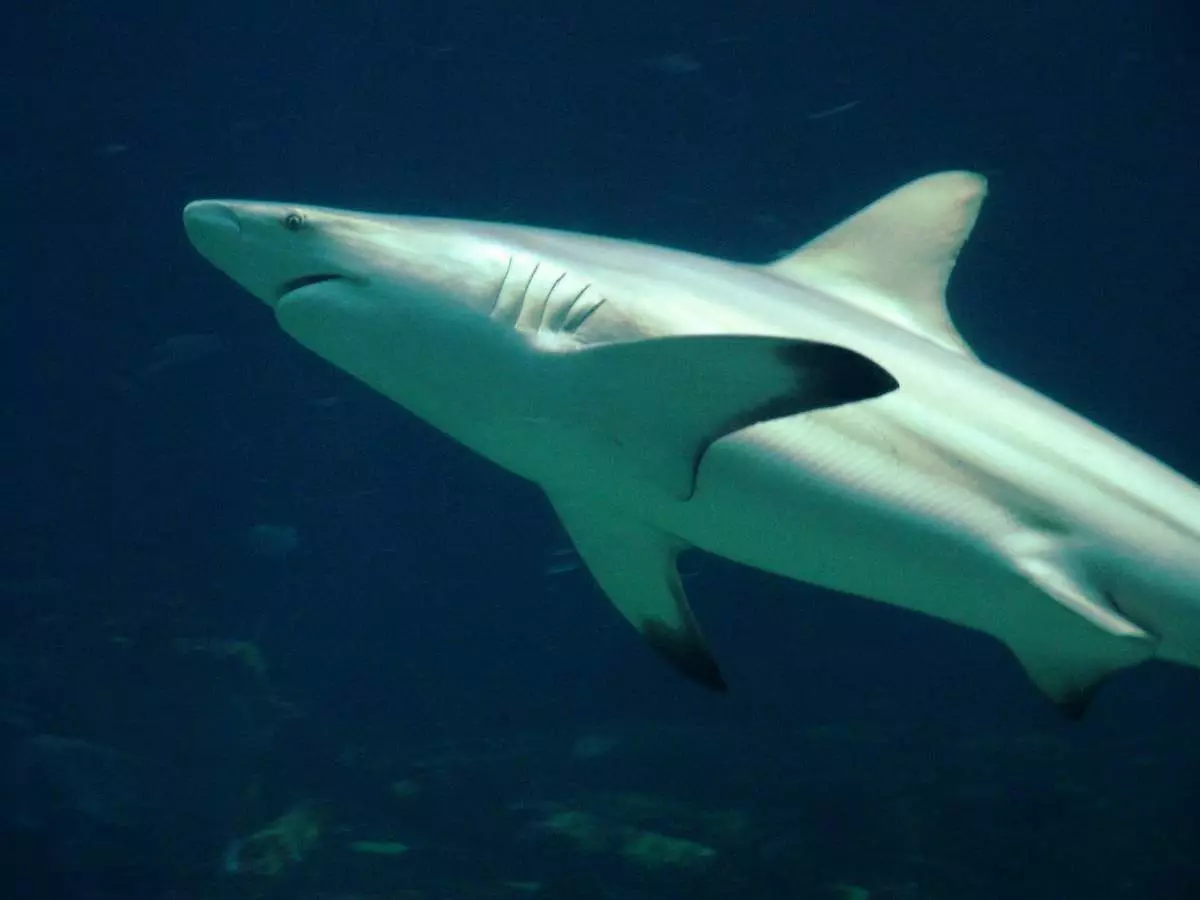 Haizivs spuru galiņi ir nokrāsoti melnā krāsā, šīs īpašības dēļ tā tika iesaukta - melnais gals.