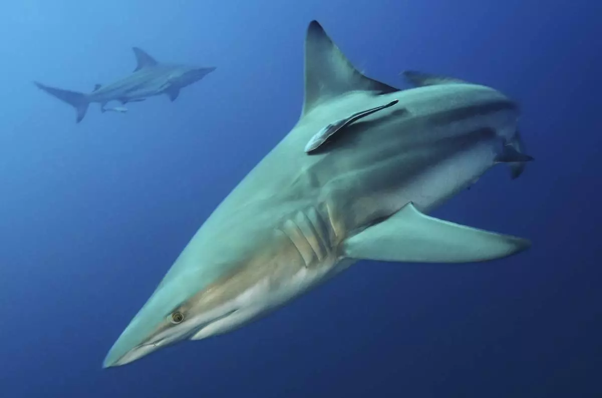 Ang mga blacktip shark ay lihim na mandaragit.