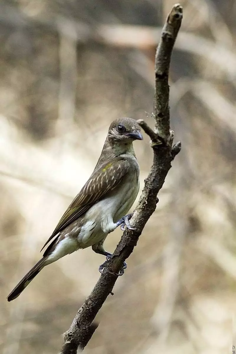 Ntuziaka mmanụ a (ụ (Indicatoridae).