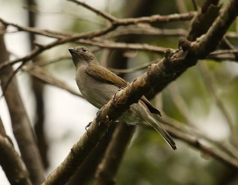 Honeyguide jo'jalari juda shafqatsiz va qo'shnilarini umuman ayamaydilar.