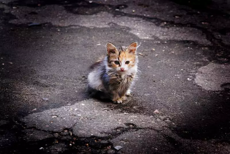 Nevinné pouličné mačky trpia ľudským násilím.
