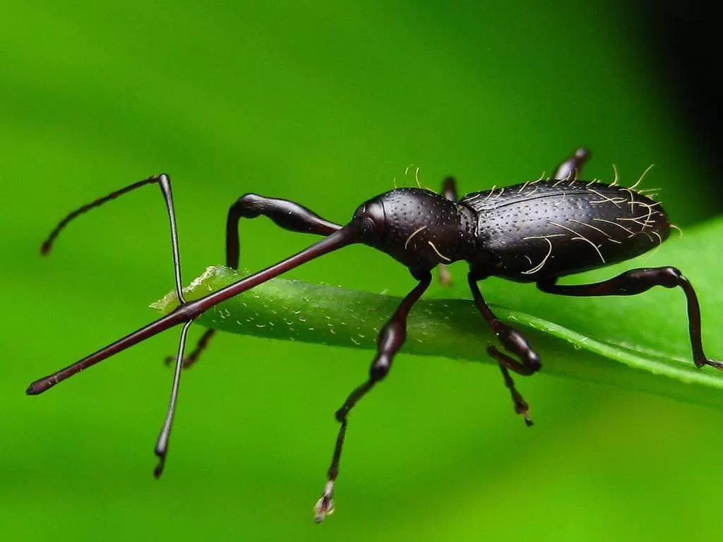 Awak weevil kurang luwih ditutupi rambut.