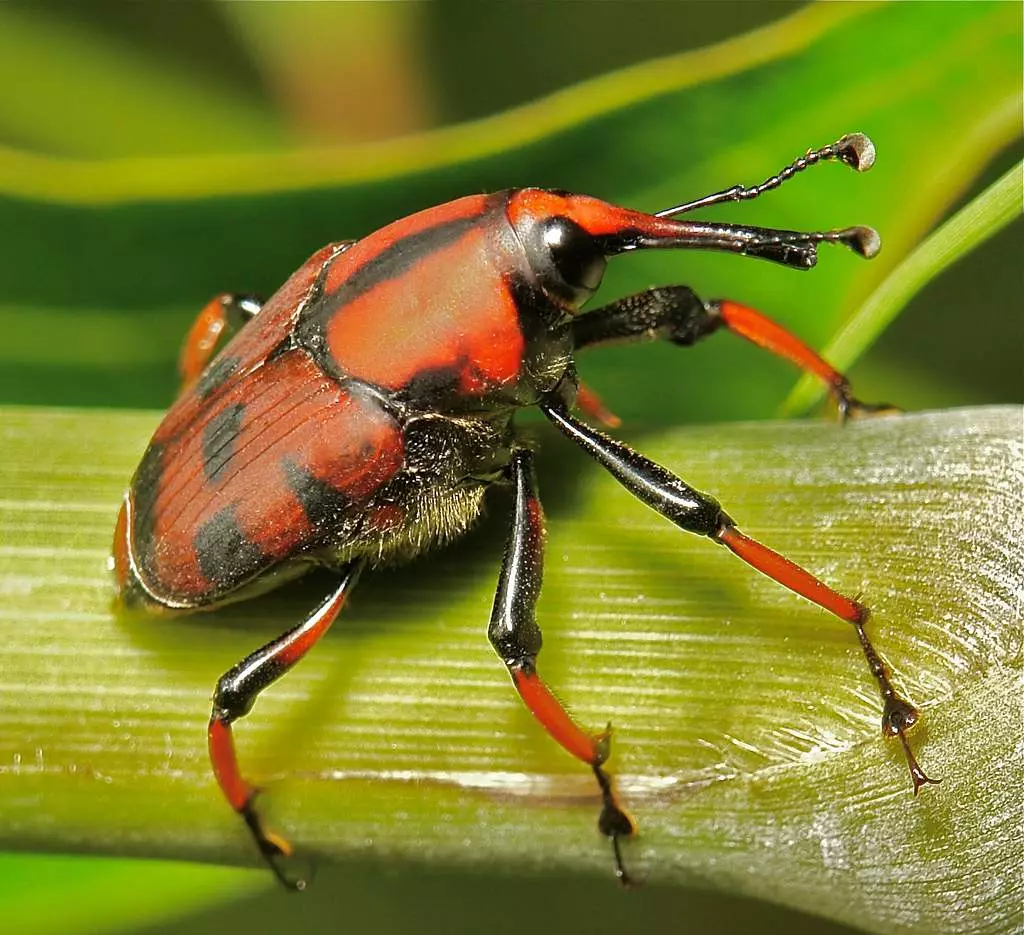 Weevils cinsi dimorfizm nümayiş etdirir.