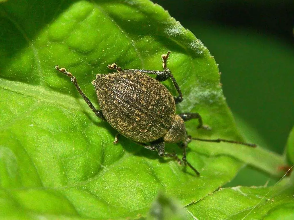 Weevils can develop in the fruit of trees.