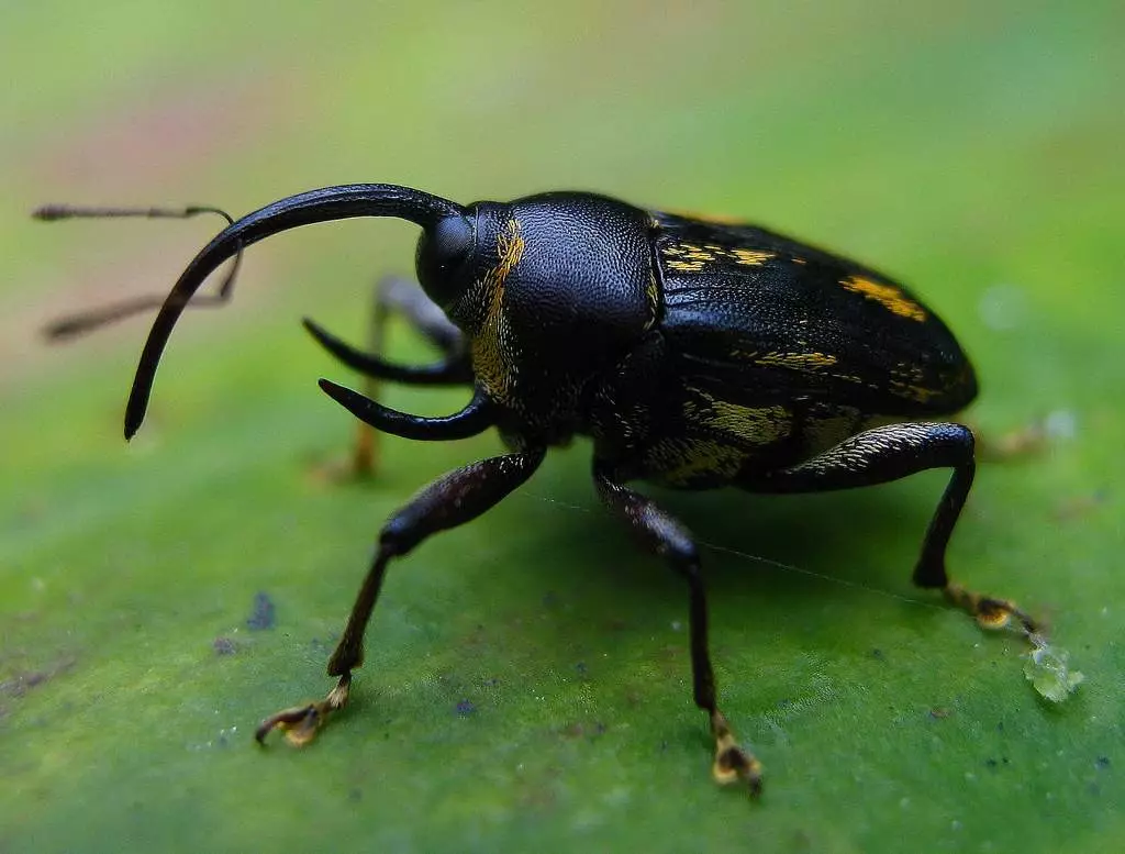 Weevils are pests of forest and horticultural crops.