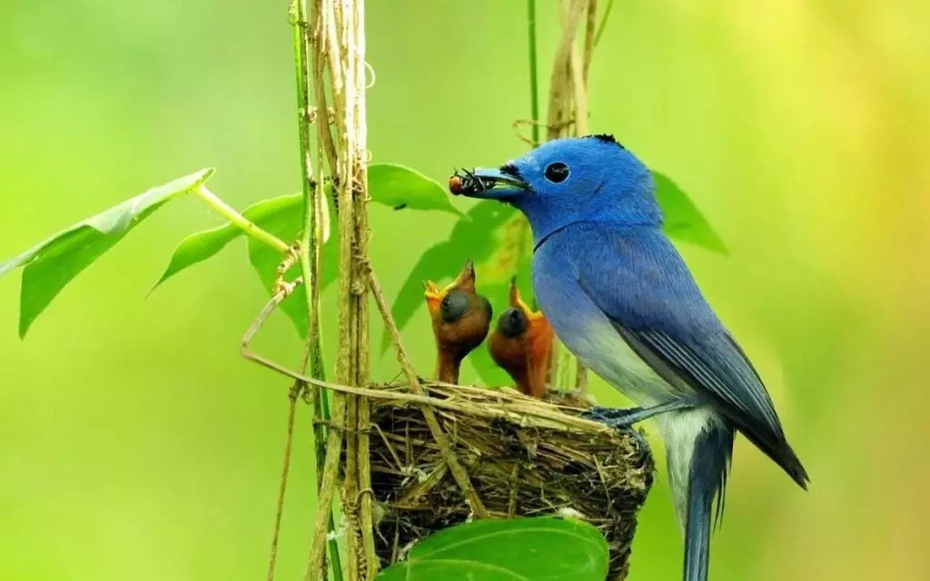 Quando comunicano tra loro, gli uccelli emettono forti cinguettii.