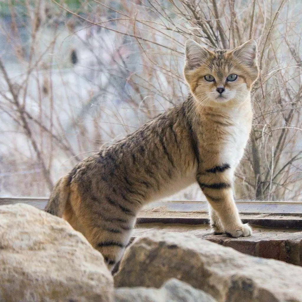 Chat des sables (Felis margarita).