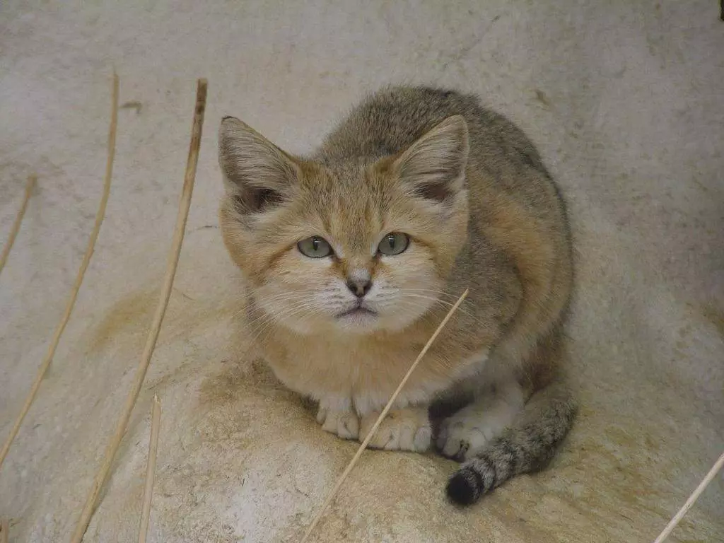 El gato de arena también se llama gato de arena.