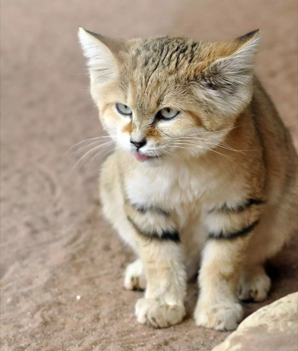 El gato de arena prefiere el suelo arenoso.