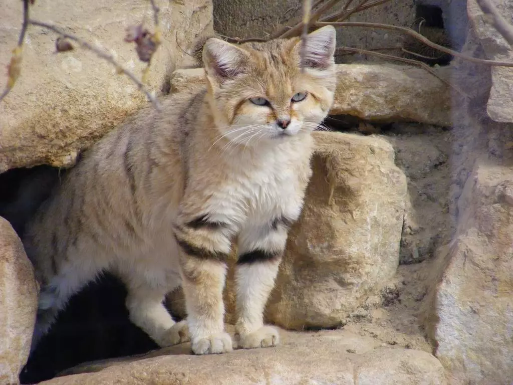 Le chat des sables est un merveilleux chasseur.