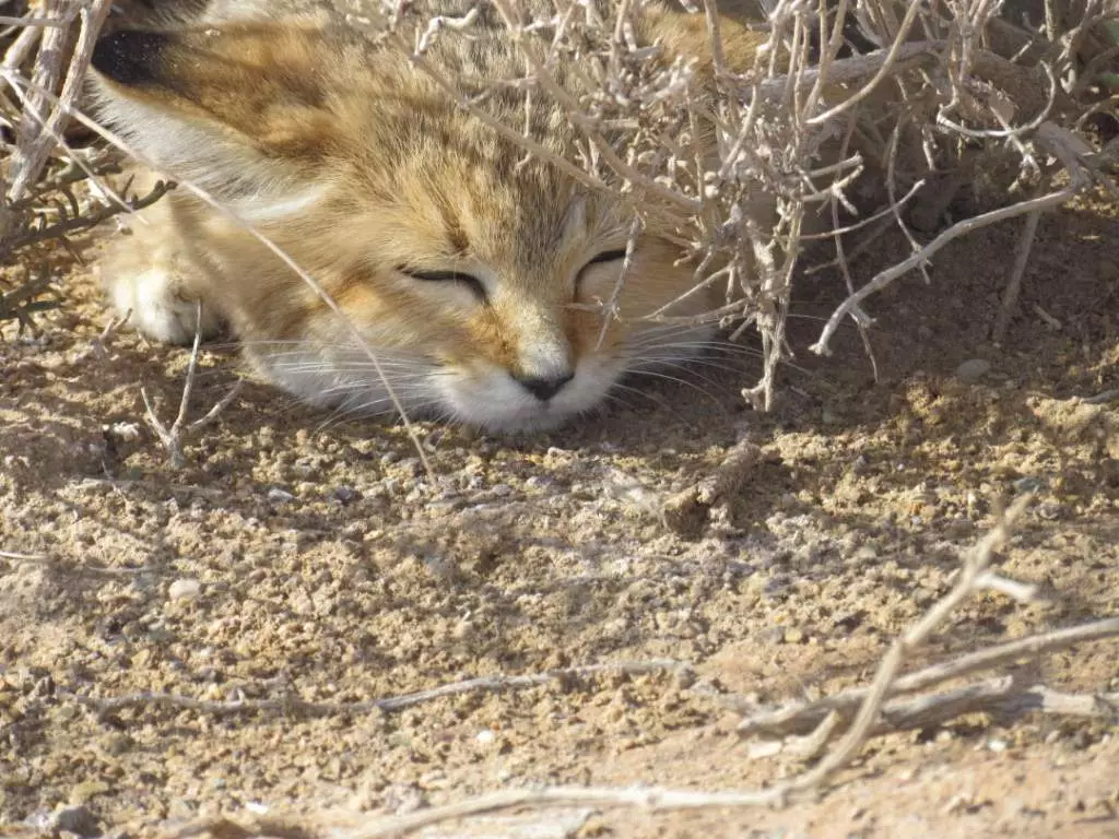 Chat de sable dans les moments de repos.