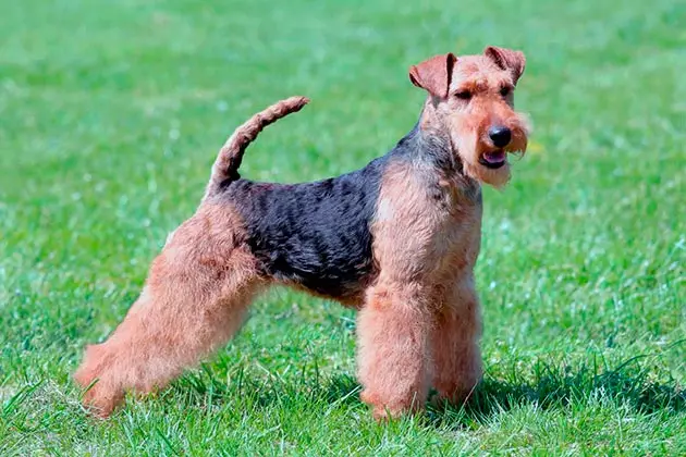 Welsh terrier: ata, faʻamatalaga, amio, mataupu, iloiloga 1007_1