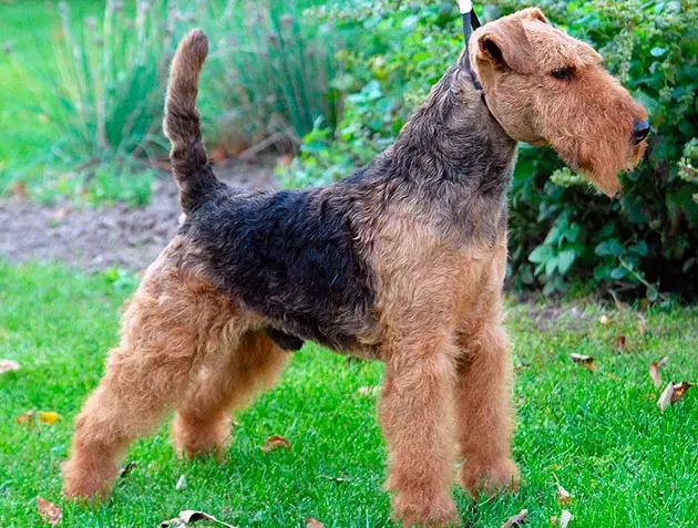 Ngokwemigangatho yokuzala, i-Welsh Terrier kufuneka ibenengubo ebomvu-emdaka ngombala omnyama