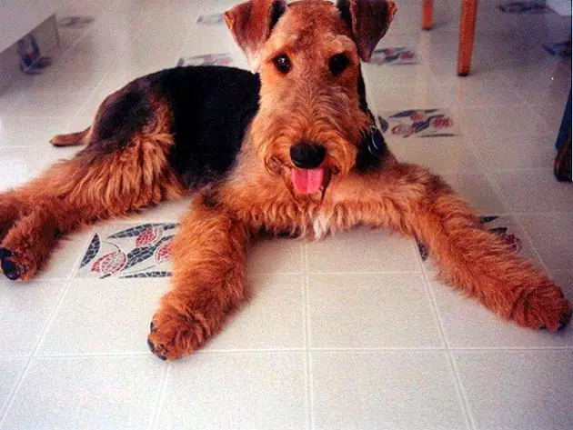 Kung nahabilin ang usa ka welsh terrier sa usa ka apartment - kinahanglan nga mohatag siya kanunay nga paglakaw