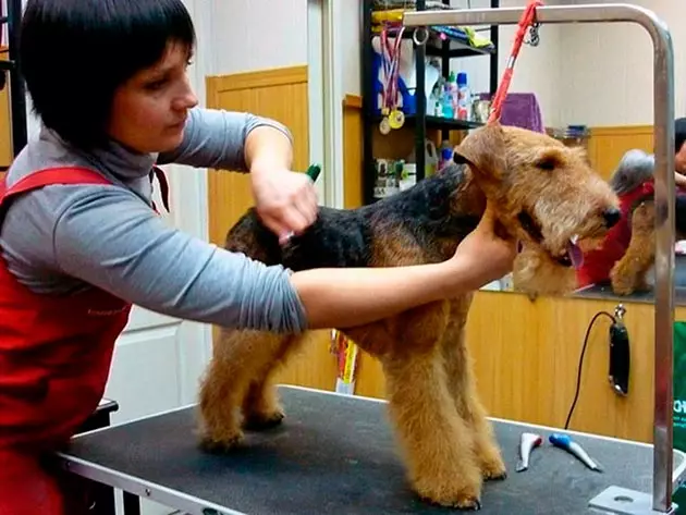 La preoccupazione principale quando si prende cura di un terrier gallese è la lana, deve essere spazzolata almeno tre volte a settimana