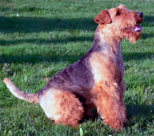 Wala’y mga problema sa pagbansay sa Welsh Terrier, kini nga mga iro dali mabansay