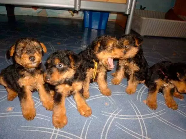 Quando acquisti un cucciolo di Welsh Terrier, devi familiarizzare con i suoi genitori e studiare il pedigree