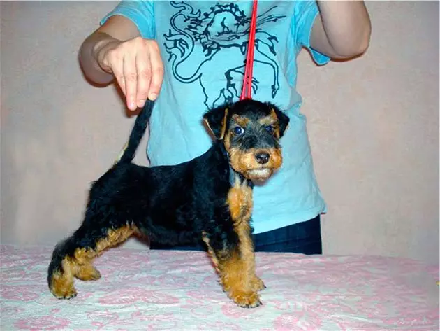 Iindleko ze-Welsh Terrier puppy egqibeleleyo iqala ukusuka kuma-ruble angama-25,000-30,000