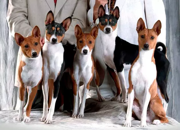 סטנדרטים של גזע כלבות בסנג'י, מעט פחות כבלים