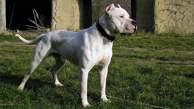 Pórtha madraí: Dogo Argentino