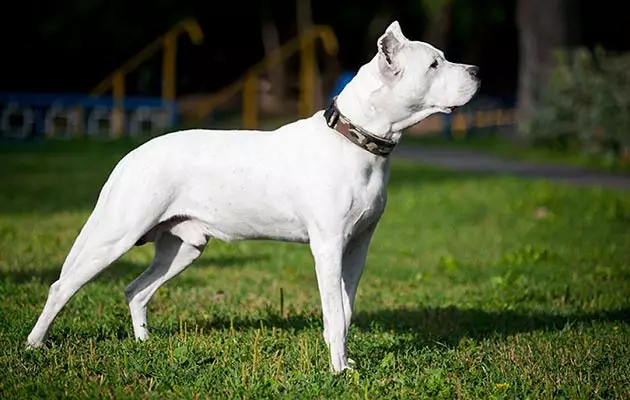 Dogo Argentino 품종 표준은 2012년에 승인되었습니다.